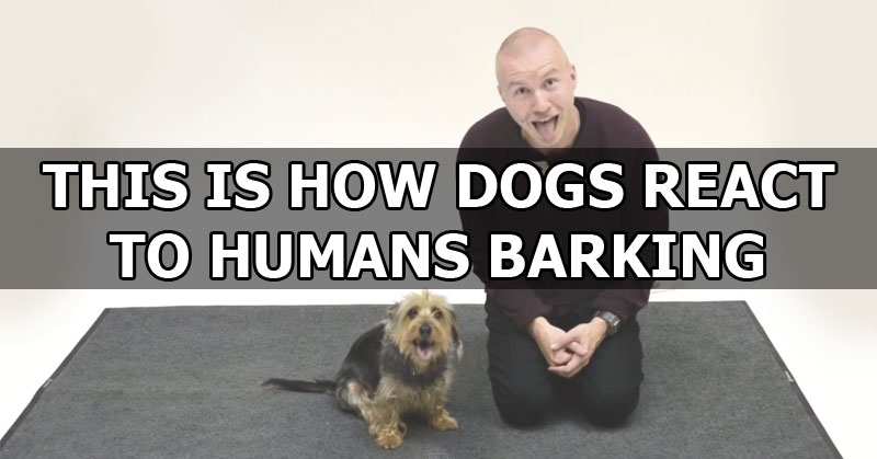 how-dogs-react-to-human-barking-video » TwistedSifter