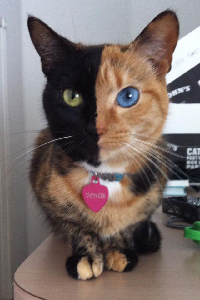 This Cat Has the World’s Most Interesting Face » TwistedSifter