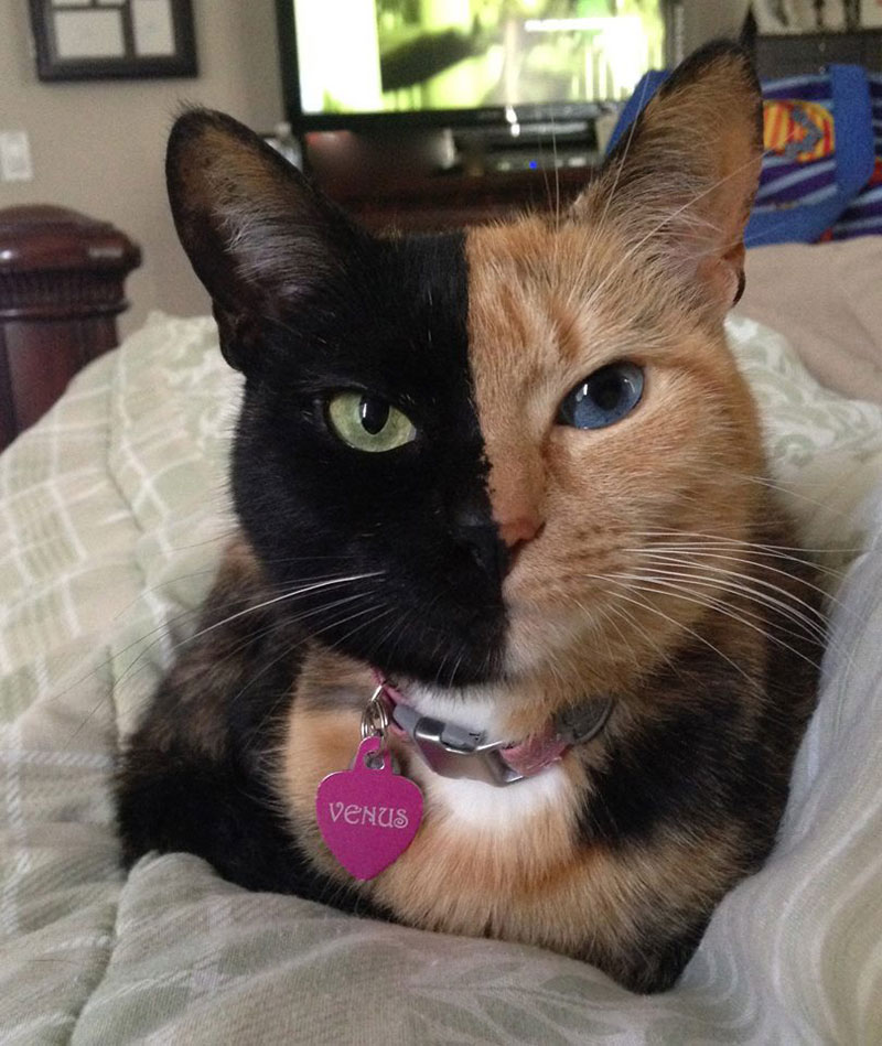 This Cat Has the World's Most Interesting Face - TwistedSifter