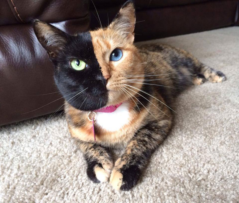 This Cat Has the World's Most Interesting Face - TwistedSifter