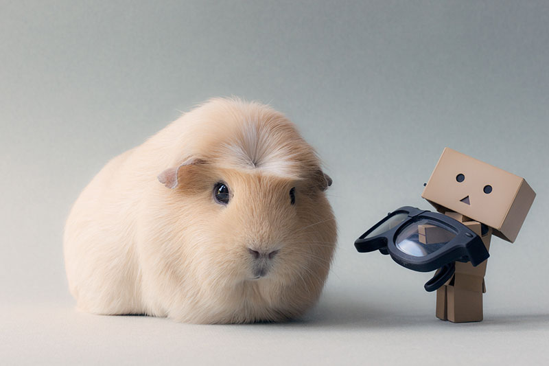This Might Be the World’s Cutest Guinea Pig » TwistedSifter
