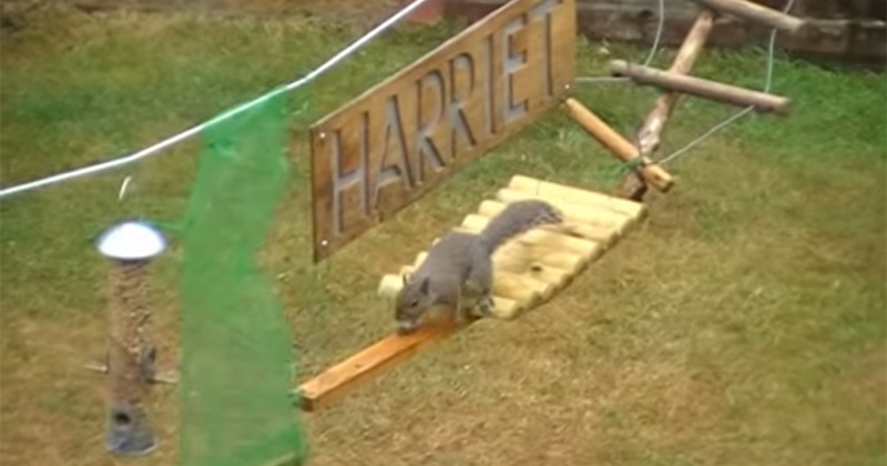 backyard-obstacle-course-for-squirrels » TwistedSifter