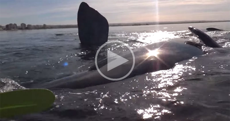 kayak lifted out of water by whale video (1) » TwistedSifter