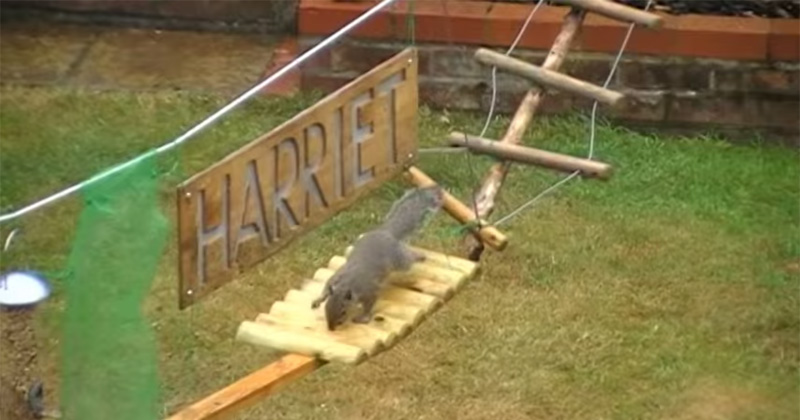 obstacle-course-for-squirrels » TwistedSifter