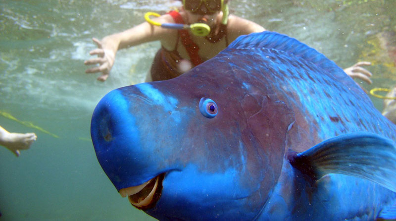 Picture of the Day: This Parrotfish Photobomb is Perfect » TwistedSifter