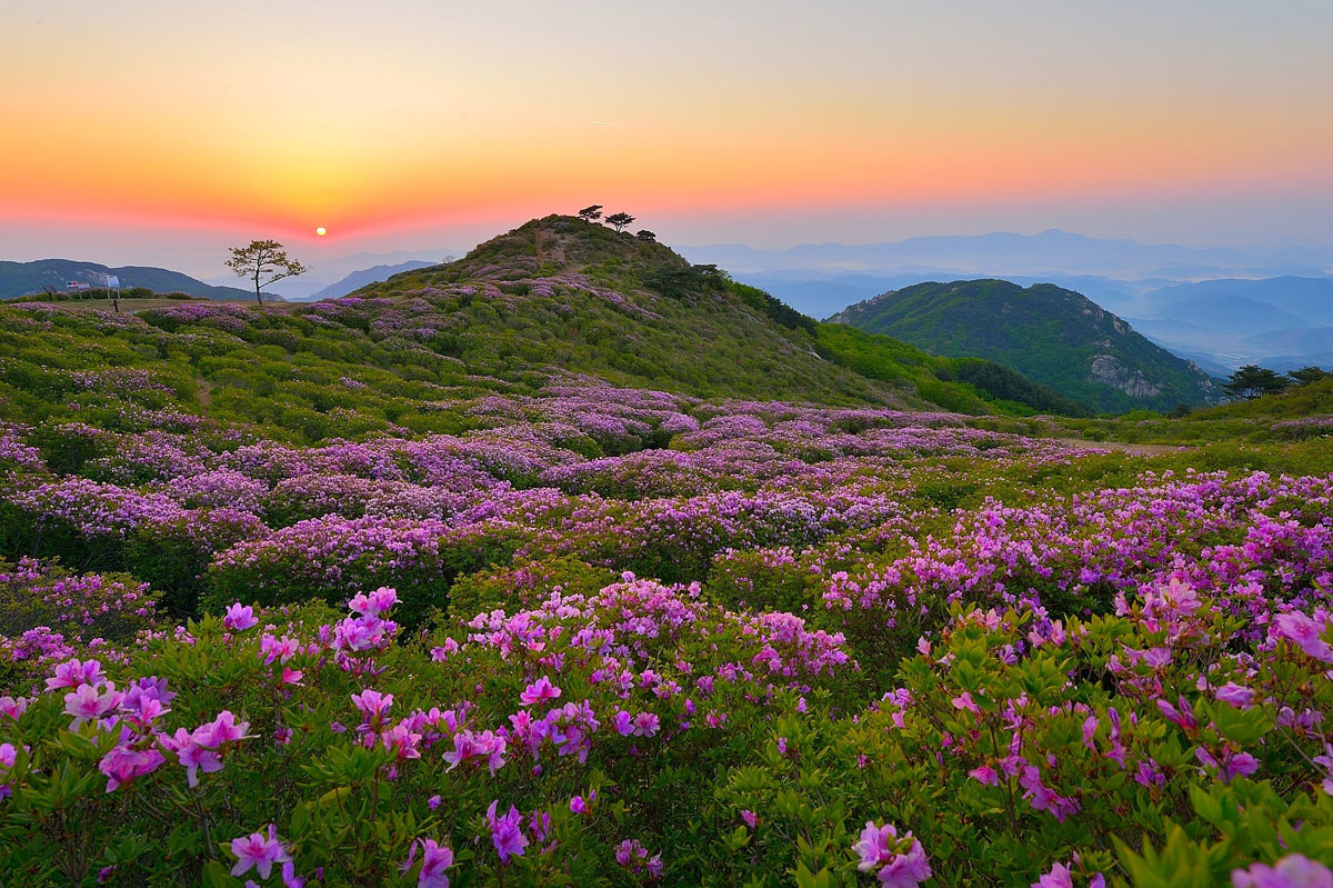 Picture of the Day: Royal Azaleas on Mt. Hwangmaesan » TwistedSifter