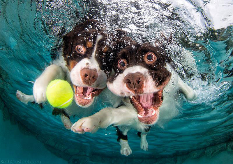 Underwater Photos of Dogs Fetching Balls - TwistedSifter