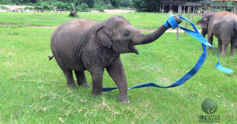 This Rescued Elephant Playing with Ribbon is the Best Thing You’ll See ...