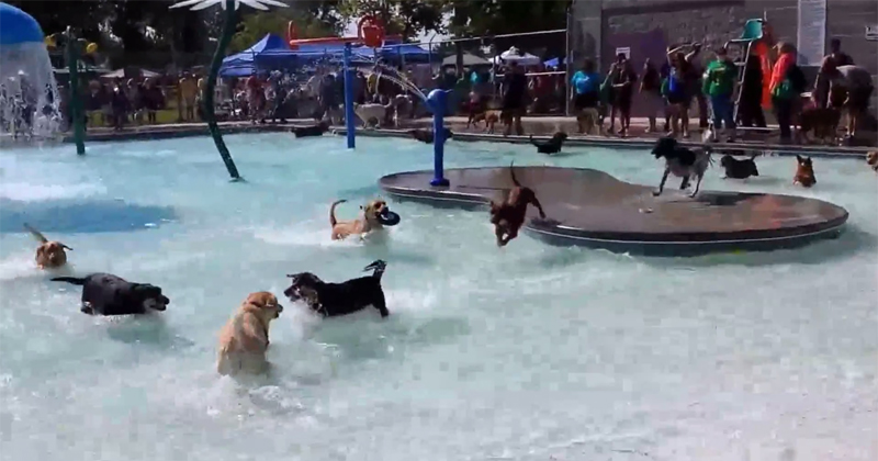 At the End of Each Season, this Pool has a Day Just for Dogs ...