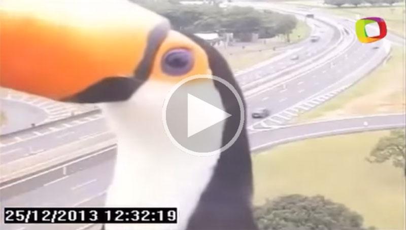 Just a Toucan Photobombing a Traffic Camera » TwistedSifter