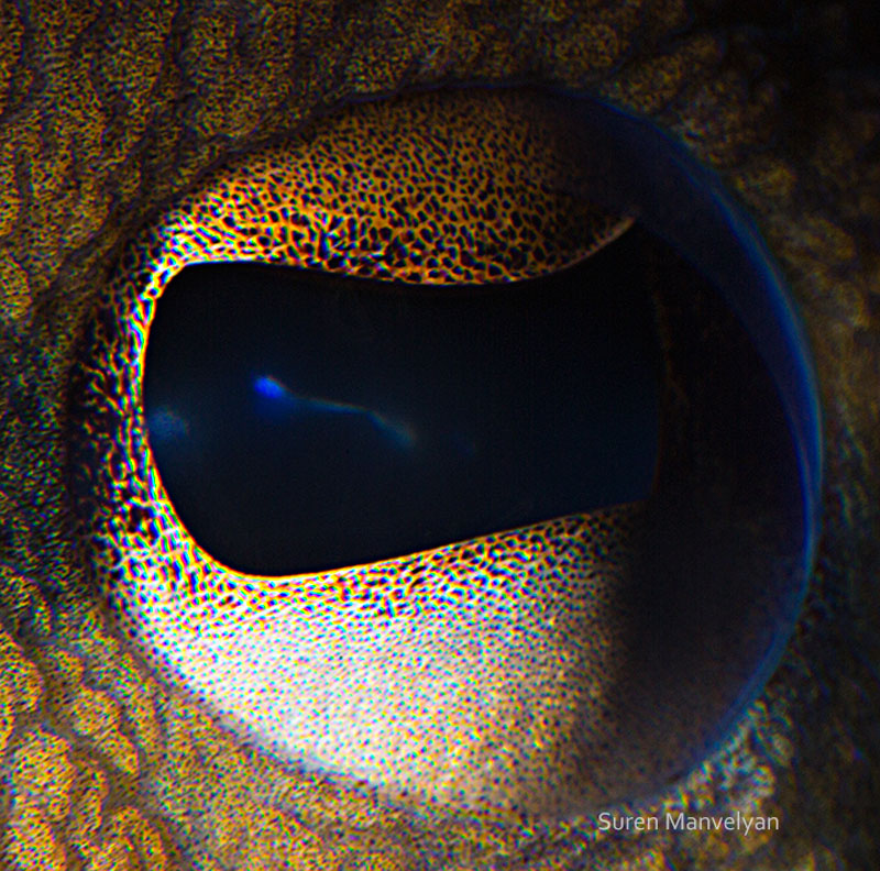 14 Extremely Detailed Close-Ups of Animal Eyes » TwistedSifter