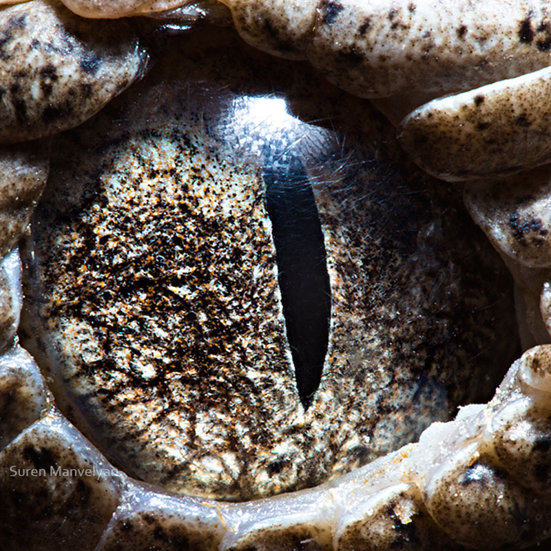 14 Extremely Detailed Close-Ups of Animal Eyes - TwistedSifter