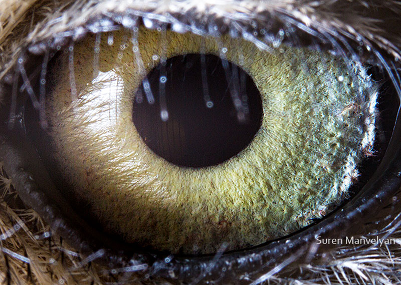 14 Extremely Detailed Close-Ups of Animal Eyes » TwistedSifter