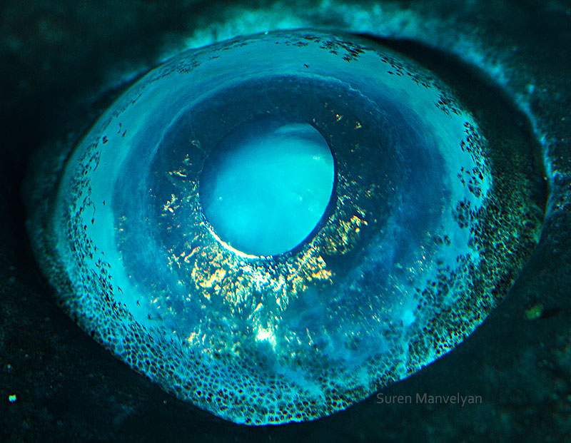 14 Extremely Detailed Close-Ups of Animal Eyes » TwistedSifter