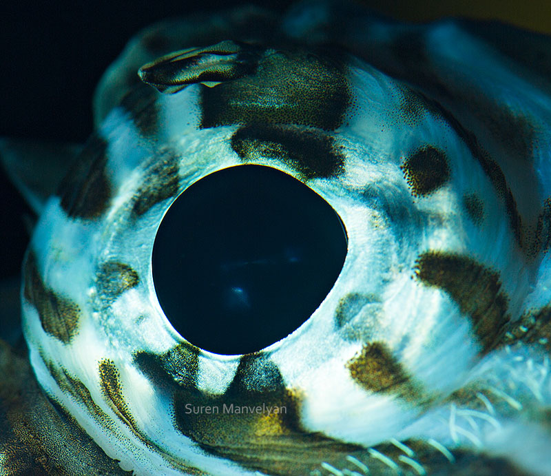 14 Extremely Detailed Close-Ups of Animal Eyes - TwistedSifter