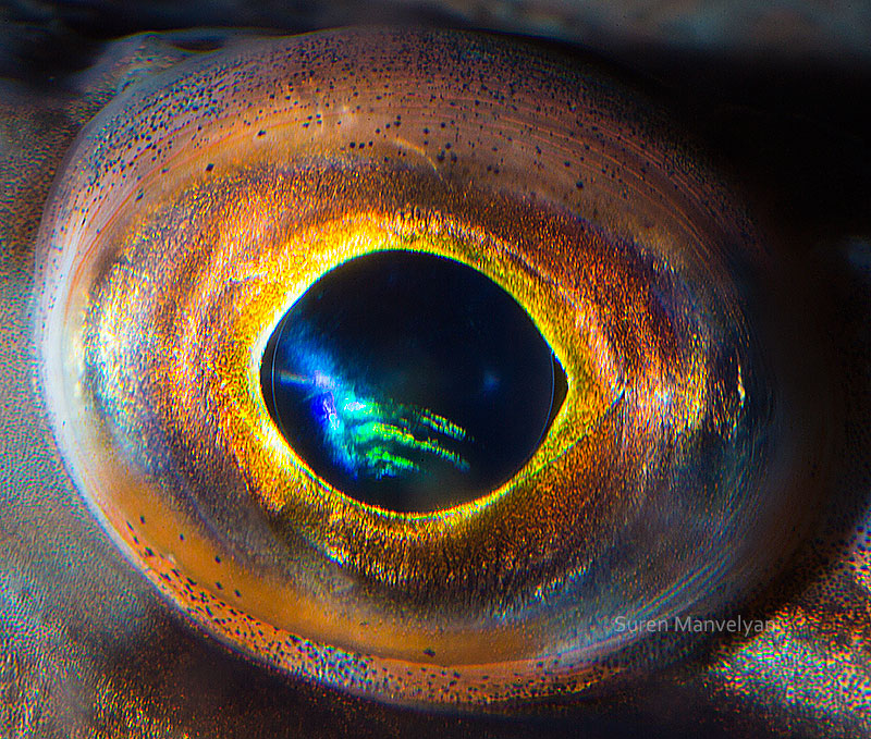 14 Extremely Detailed Close-Ups of Animal Eyes » TwistedSifter