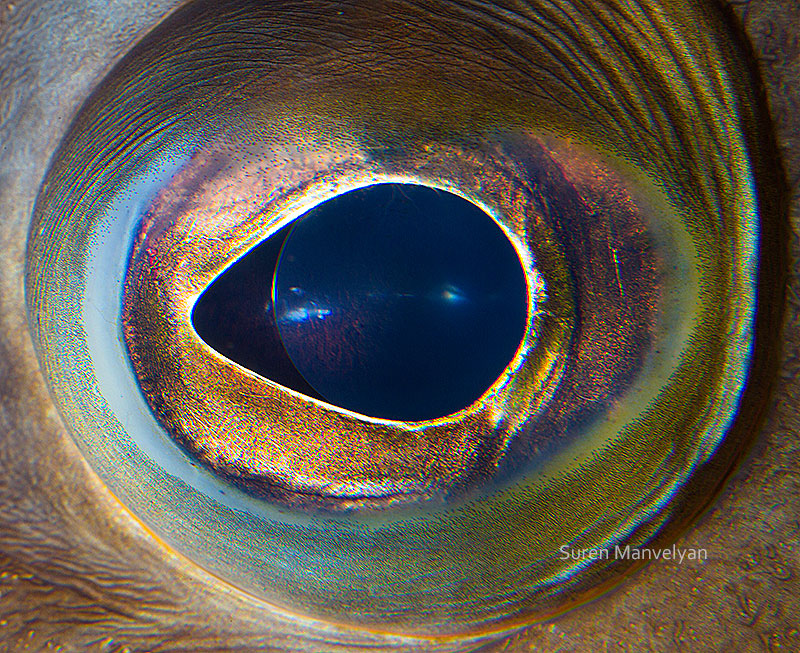 14 Extremely Detailed Close-Ups of Animal Eyes - TwistedSifter