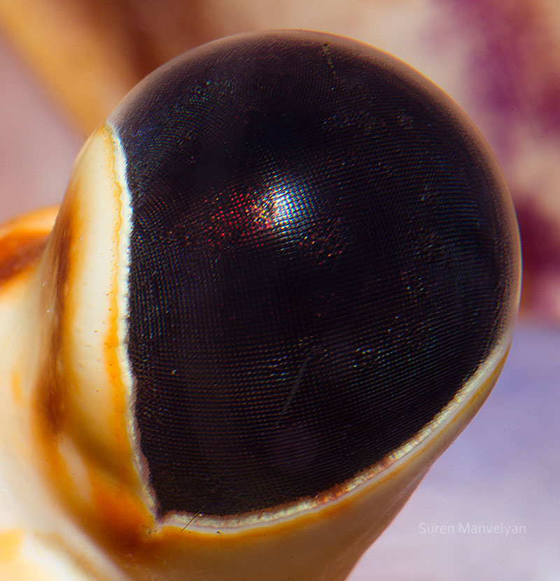 14 Extremely Detailed Close-Ups of Animal Eyes » TwistedSifter