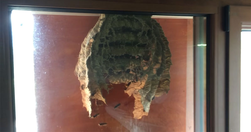 wasps-build-nest-on-window-video » TwistedSifter