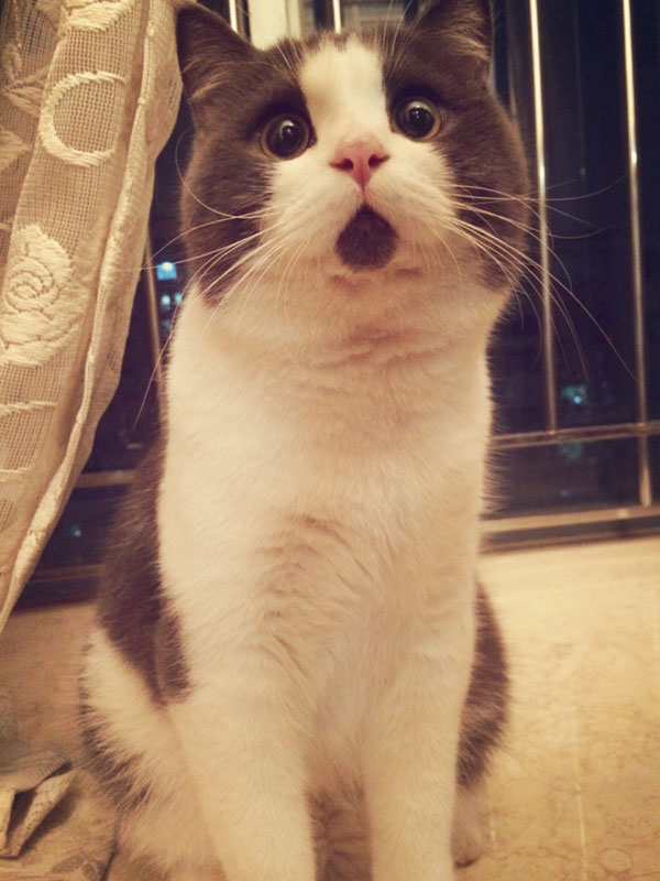 This Cat’s Chin Fur Makes Him Look Forever Surprised » TwistedSifter