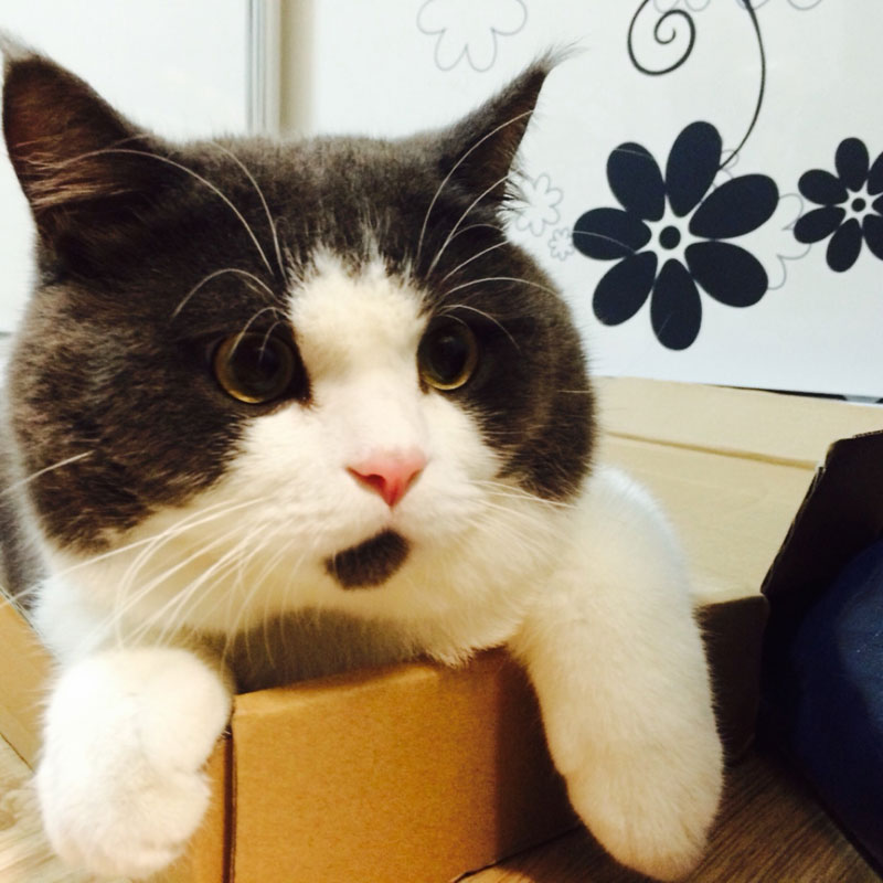 This Cat's Chin Fur Makes Him Look Forever Surprised - TwistedSifter