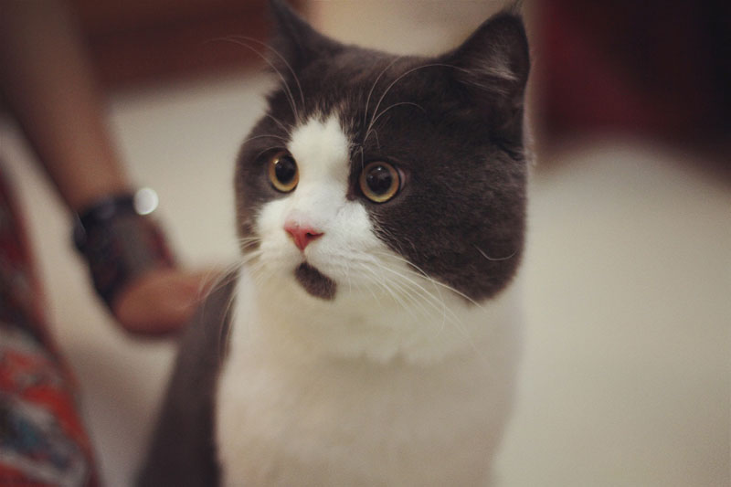 This Cat’s Chin Fur Makes Him Look Forever Surprised » TwistedSifter
