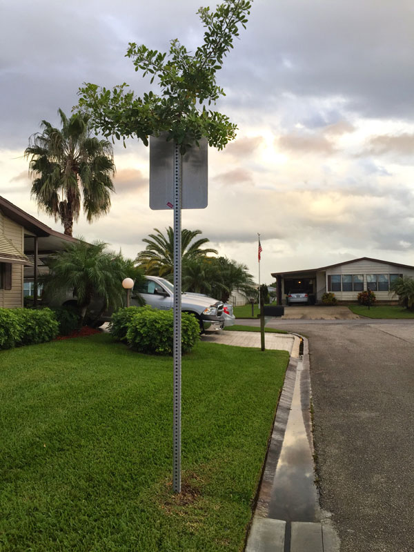 This Tree Grew Through a Speed Limit Sign » TwistedSifter