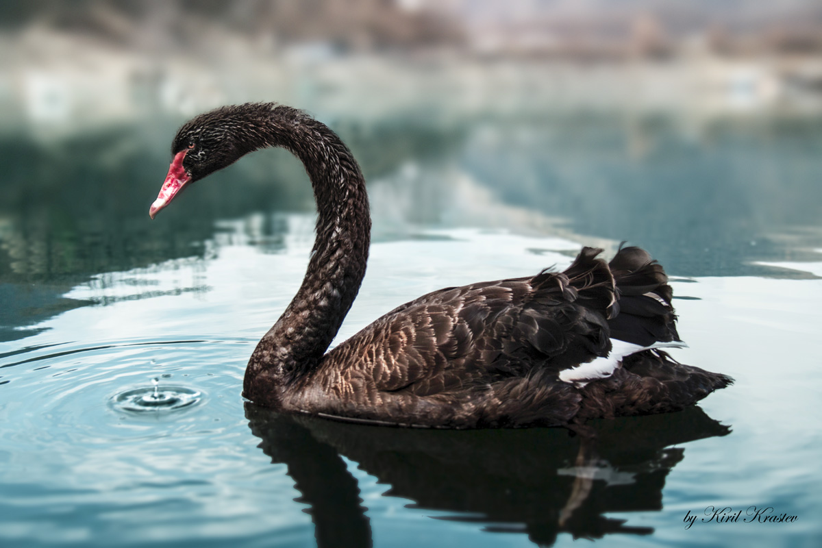 Picture of the Day: The Black Swan » TwistedSifter