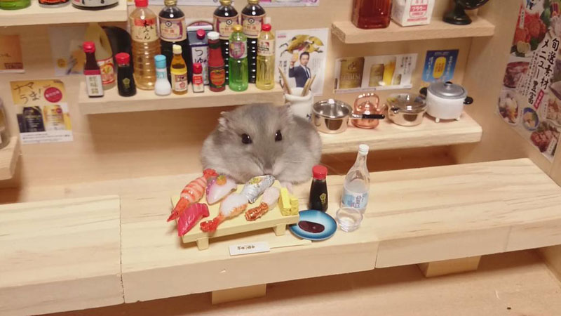 Hamster Shopkeepers Running Restaurants and Bars » TwistedSifter