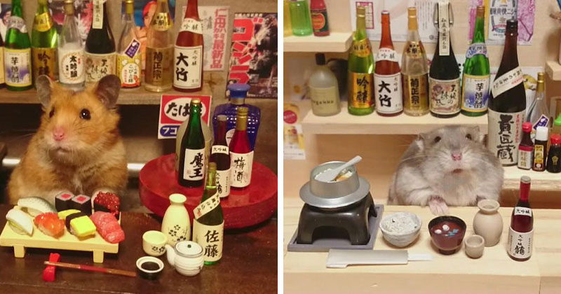 Hamster Shopkeepers Running Restaurants and Bars » TwistedSifter