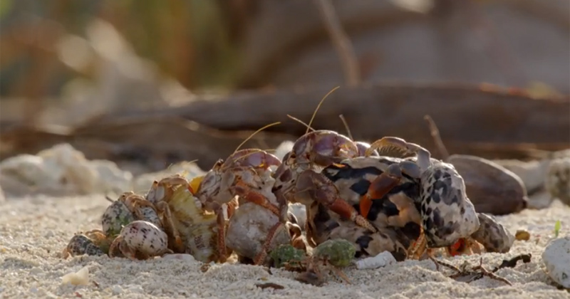 Amazing Footage Shows Hermit Crabs Line Up from Biggest to Smallest to ...
