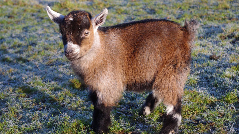 Meet Benjamin, the Orphan Pygmy Goat Sweeping Britain » TwistedSifter