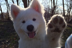 dog-waving-bye » TwistedSifter