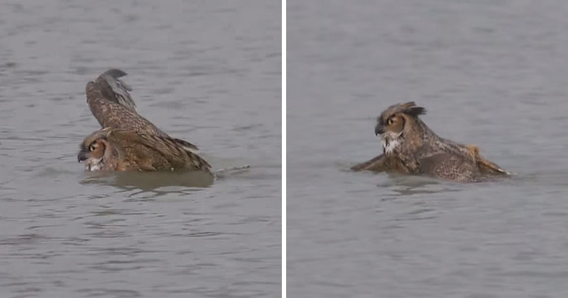 Just an Owl Going for a Swim - TwistedSifter