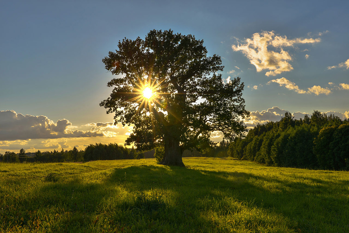 Picture of the Day: The Oldest Tree in Estonia » TwistedSifter