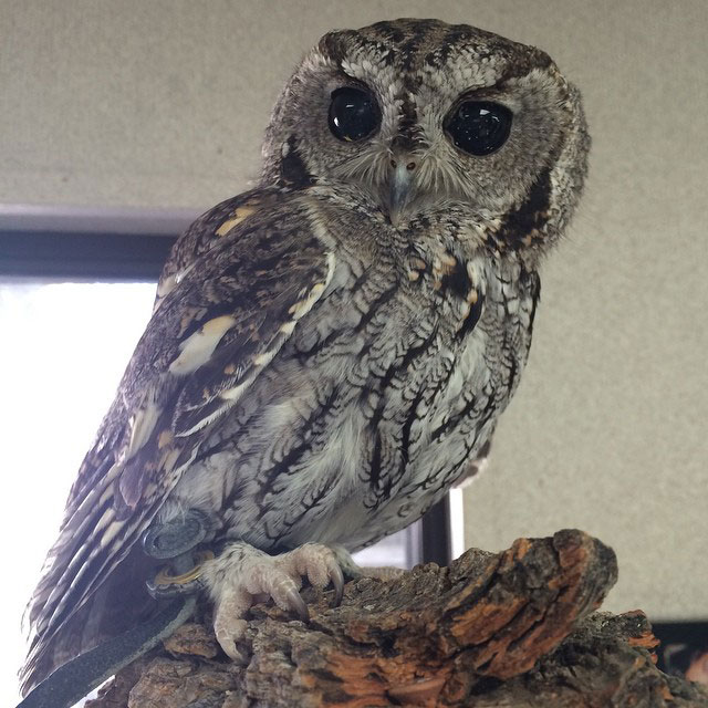 This is Zeus, the Blind Rescue Owl with Stars in his Eyes » TwistedSifter