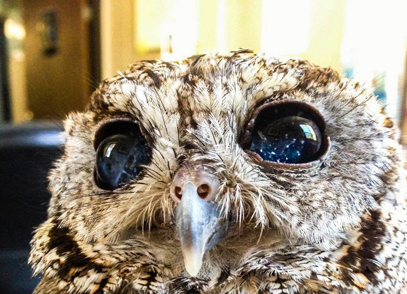 This is Zeus, the Blind Rescue Owl with Stars in his Eyes » TwistedSifter