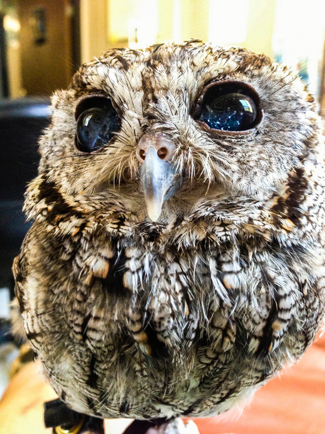 This is Zeus, the Blind Rescue Owl with Stars in his Eyes » TwistedSifter