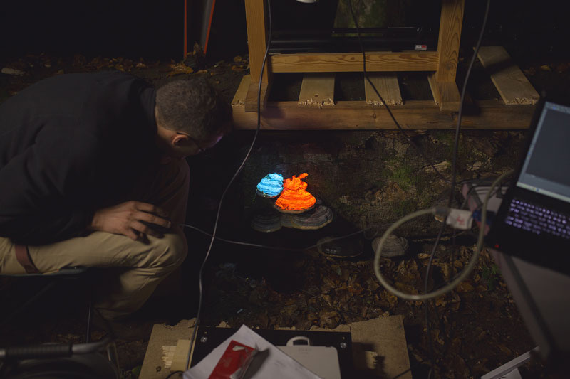 Artists Create a Bioluminescent Forest Using Projectors » TwistedSifter