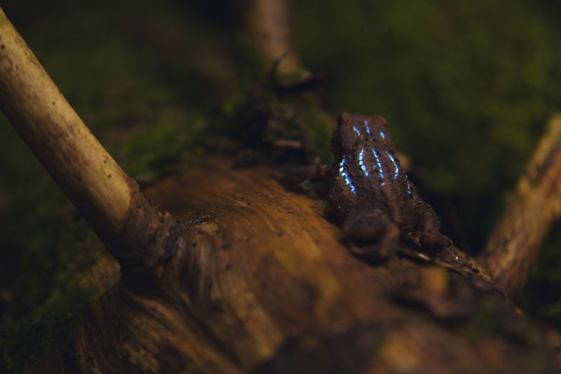 Artists Create a Bioluminescent Forest Using Projectors - TwistedSifter