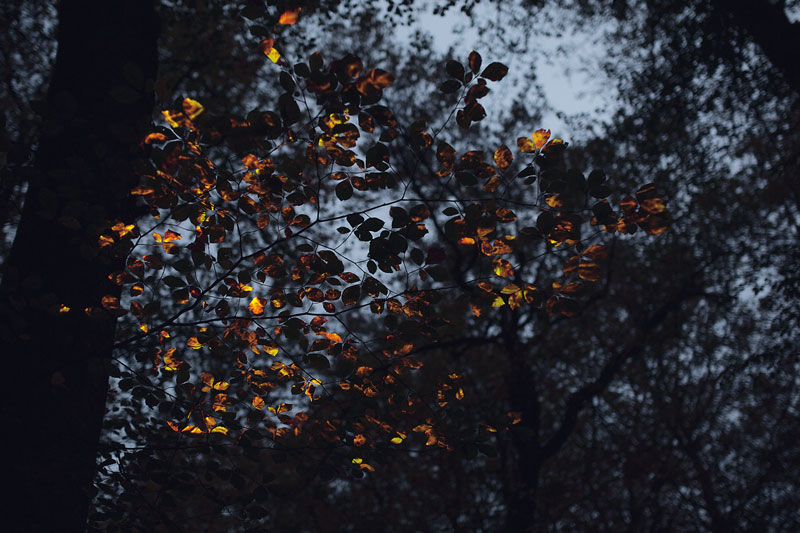 Artists Create a Bioluminescent Forest Using Projectors » TwistedSifter