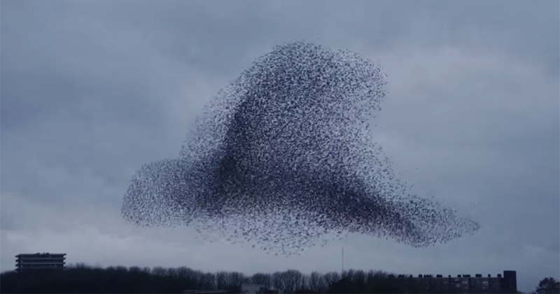 The Coordinated Beauty of Thousands of Birds Moving In Sync » TwistedSifter
