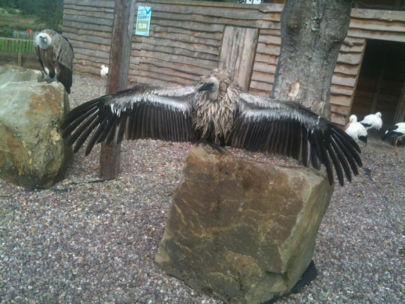 Handler Shares Her Amazing Images With Birds of Prey » TwistedSifter