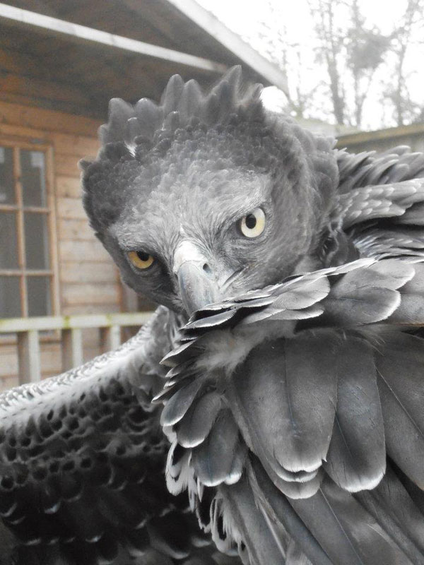 Handler Shares Her Amazing Images With Birds of Prey » TwistedSifter