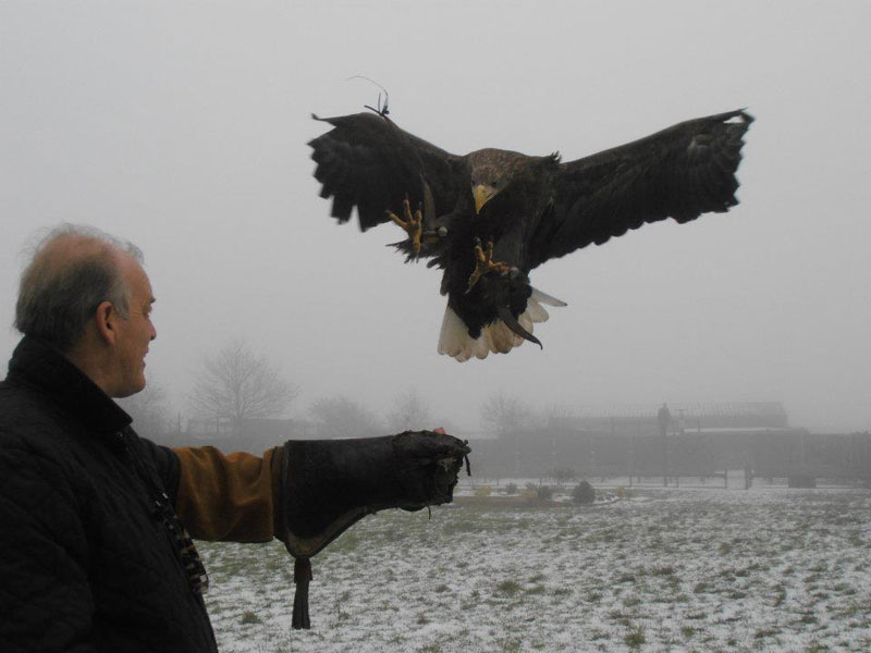Handler Shares Her Amazing Images With Birds of Prey » TwistedSifter