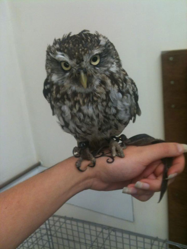 Handler Shares Her Amazing Images With Birds of Prey » TwistedSifter