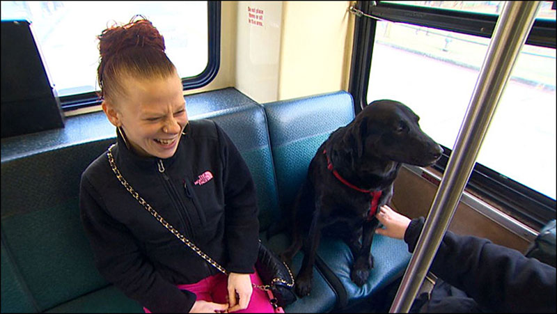 Independent-Dog-Rides-the-Bus-by-Herself-to-the-Park-seattle-(cover ...