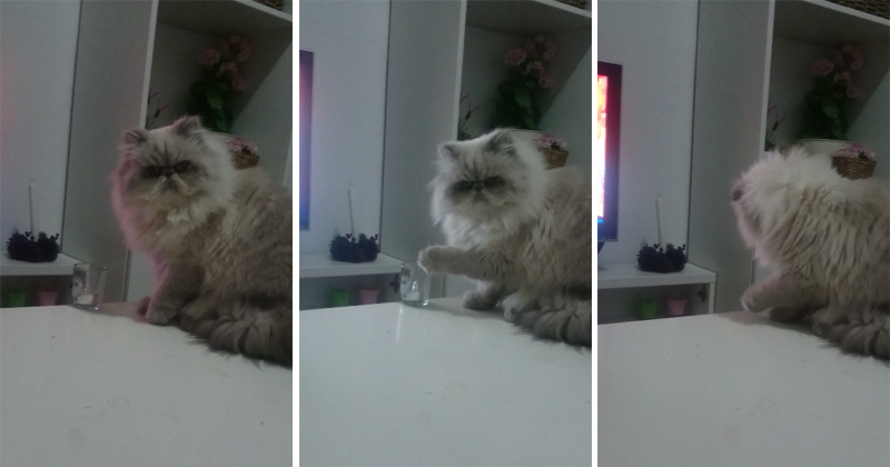 cat-knocks-glass-over-table-video » TwistedSifter