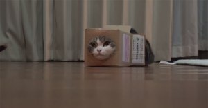 cat-with-head-through-hole-in-box-maru » TwistedSifter