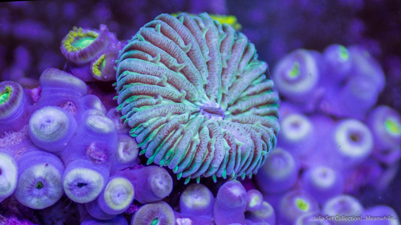 Amazing Underwater Timelapse Shows the Otherworldly Nature of Sea Life ...